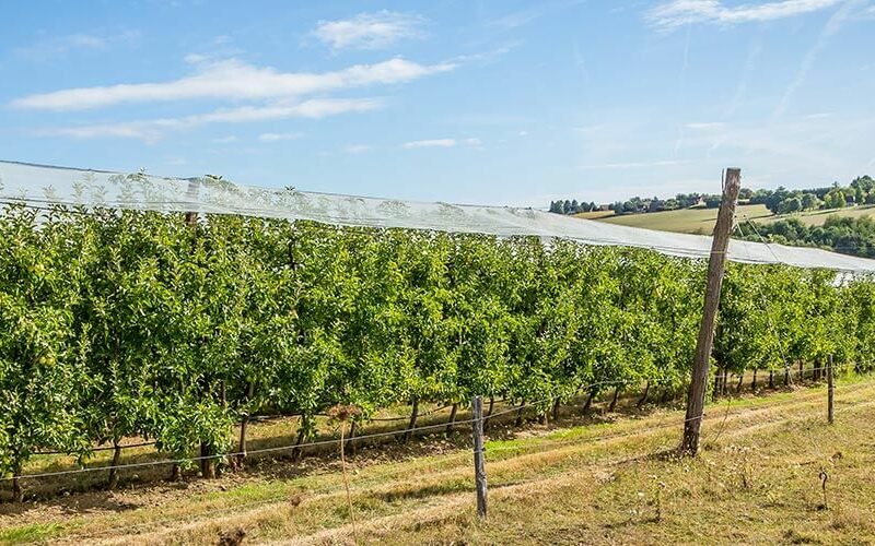 Quels sont les métiers de l'arboriculture - ANEFA