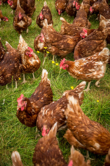 Quels sont les métiers de l'élevage d'animaux de basse-cour