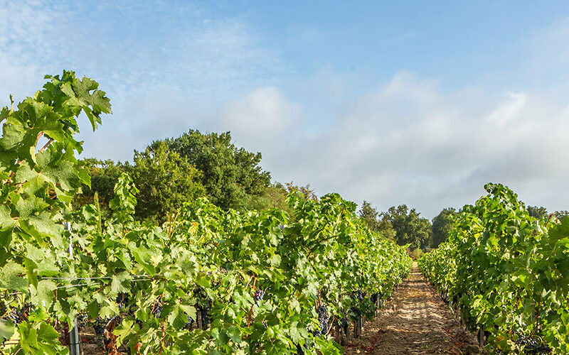 Quels sont les métiers de la viticulture - ANEFA