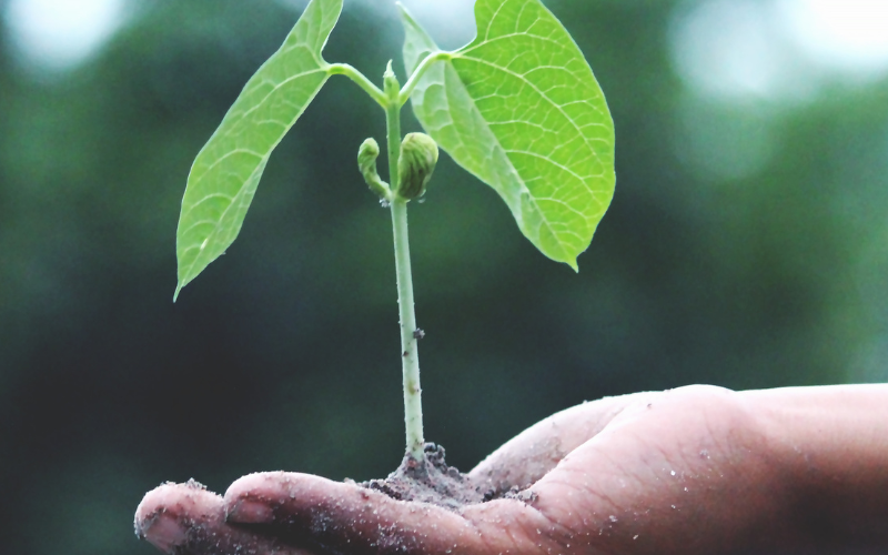 Quels sont les métiers de la filière semences et plants