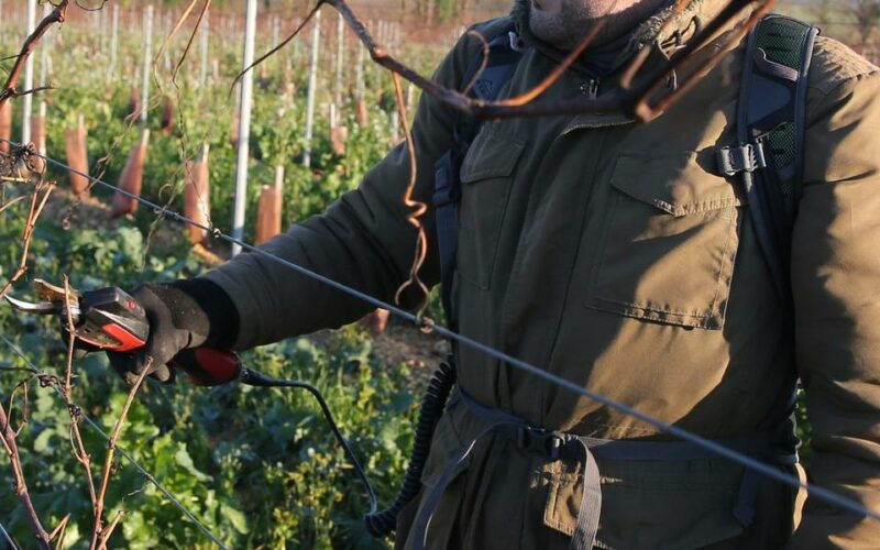 Taille de vigne, une formation courte, pragmatique et aboutie. - ANEFA Charente
